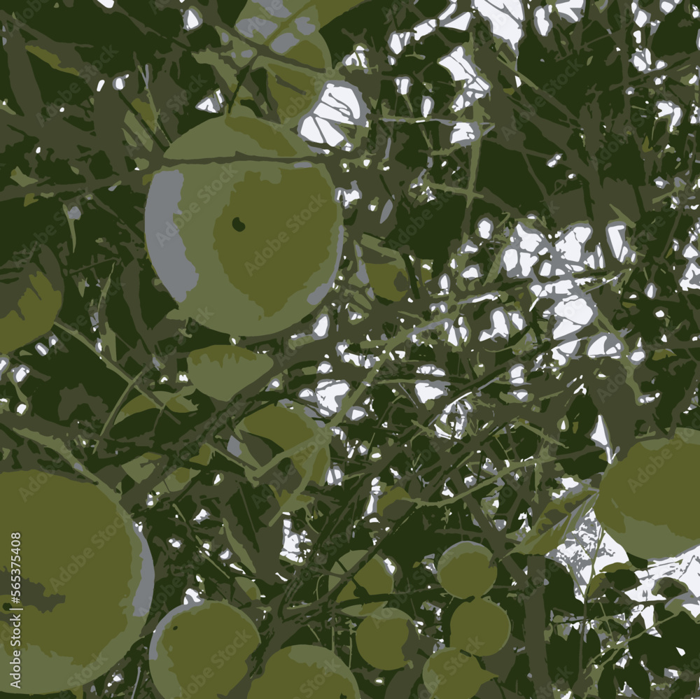Vector image of a tangerine tree with green tangerines. For use as a ...