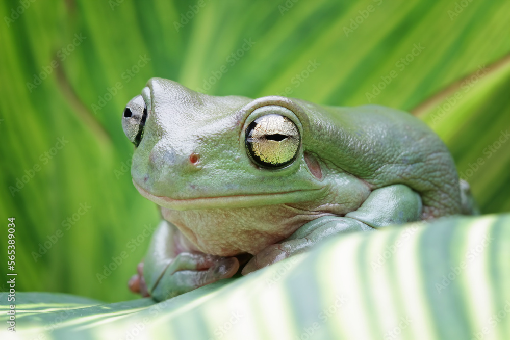 Tree frog sitting on leaves, green tree frog side view, cute amphibian ...