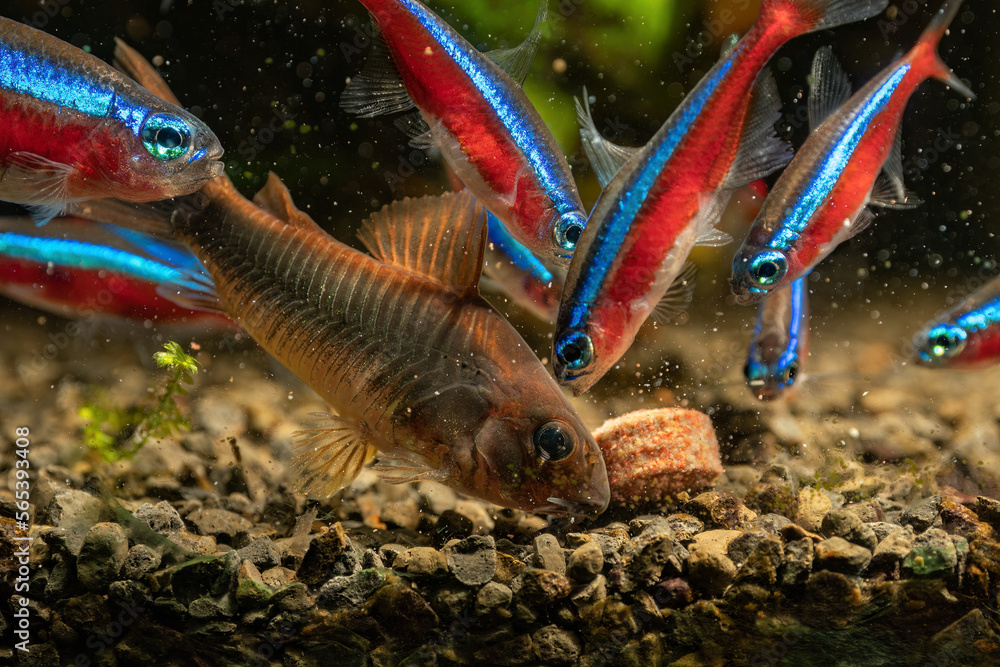 Neon red and armadillo feeding fish. Stock Photo | Adobe Stock