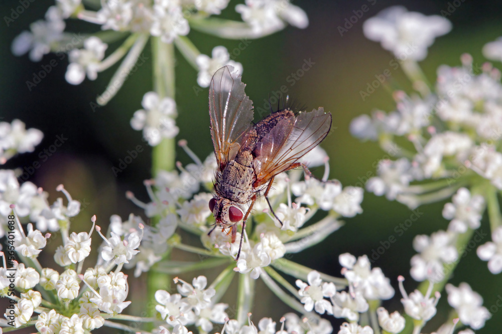 Tachinid fly (Tachinidae sp). Parasitoids of other insects. The larvae ...