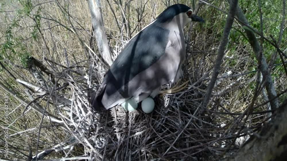Common night heron (Nycticorax nycticorax) in nest with eggs .This bird ...
