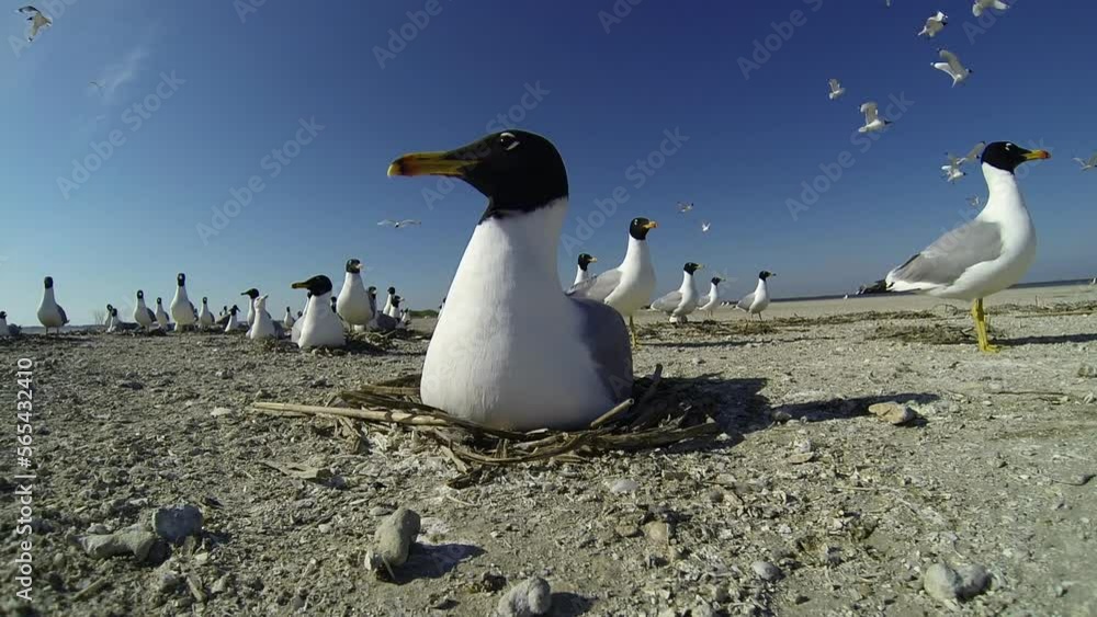 Collective expectation of emergence of chicks by seagull close-up ...