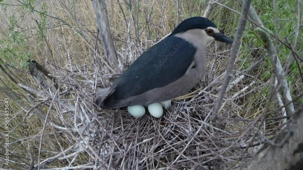 Vídeo do Stock: Common night heron (Nycticorax nycticorax) in nest with ...