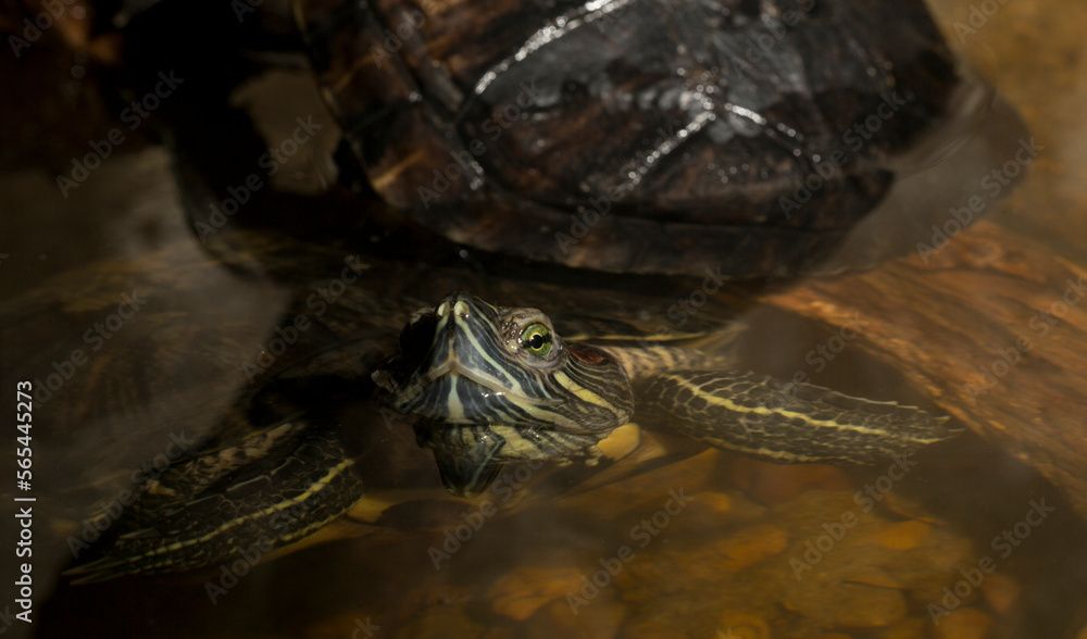 Red-eared terrapin (Trachemys scripta elegans) is a subspecies of the ...