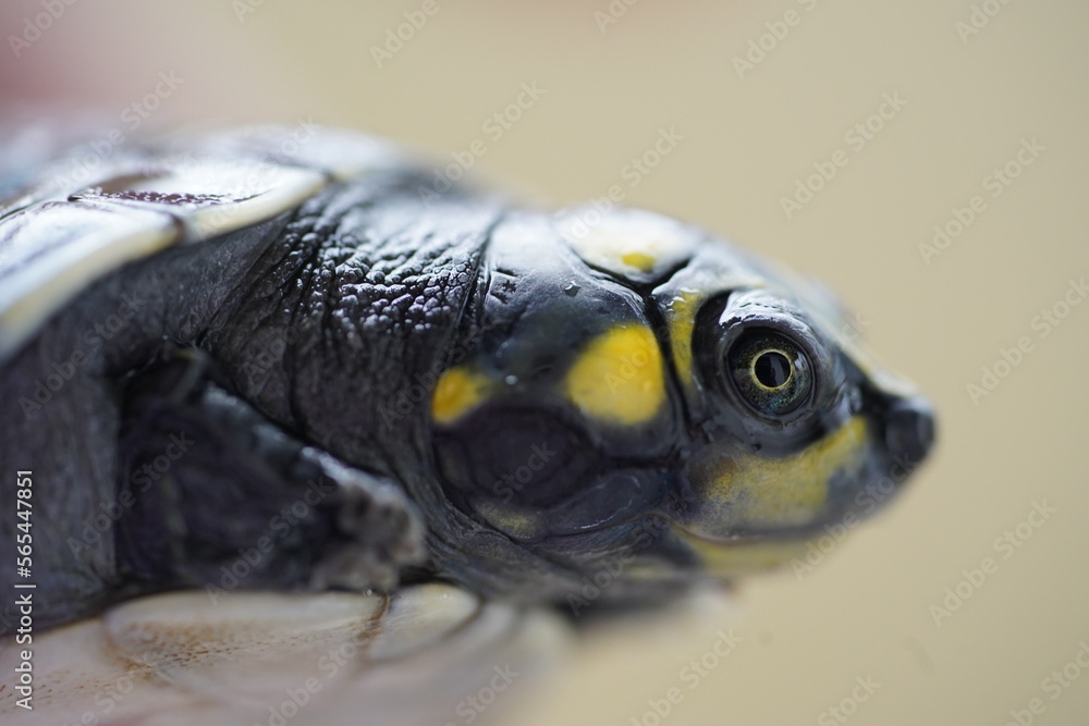 Closeup head eye part of a young side necked turtle (Podocnemis expansa ...