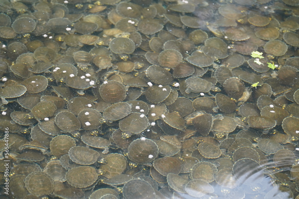 The Podocnemididae are a family of side-necked turtles. Here the ...