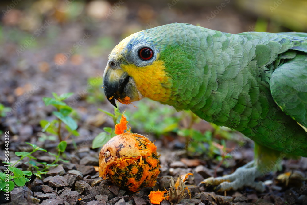Amazona amazonica, popularly known as curica or maned parrot, is a ...