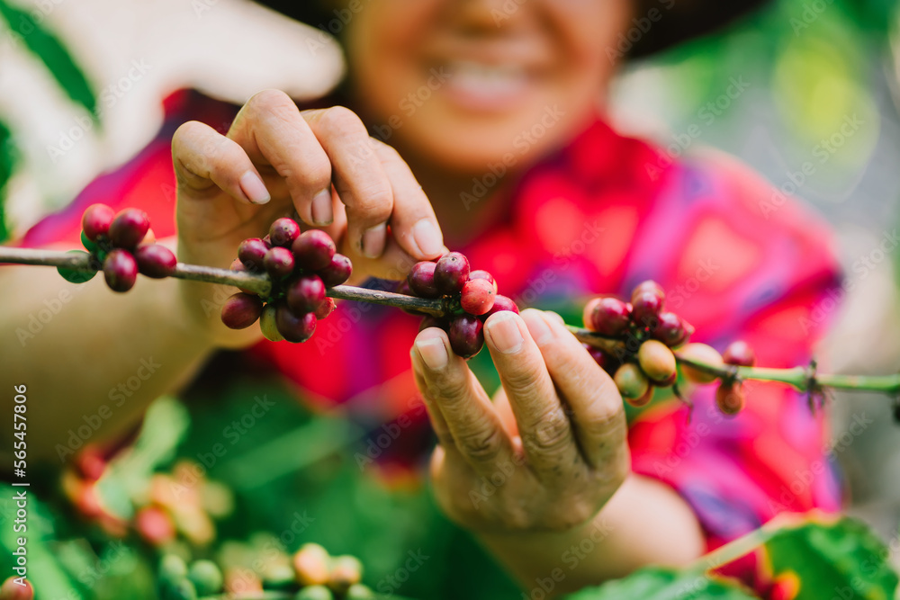 Close-up view of red coffee cherries and an Asian female farmer picking ...