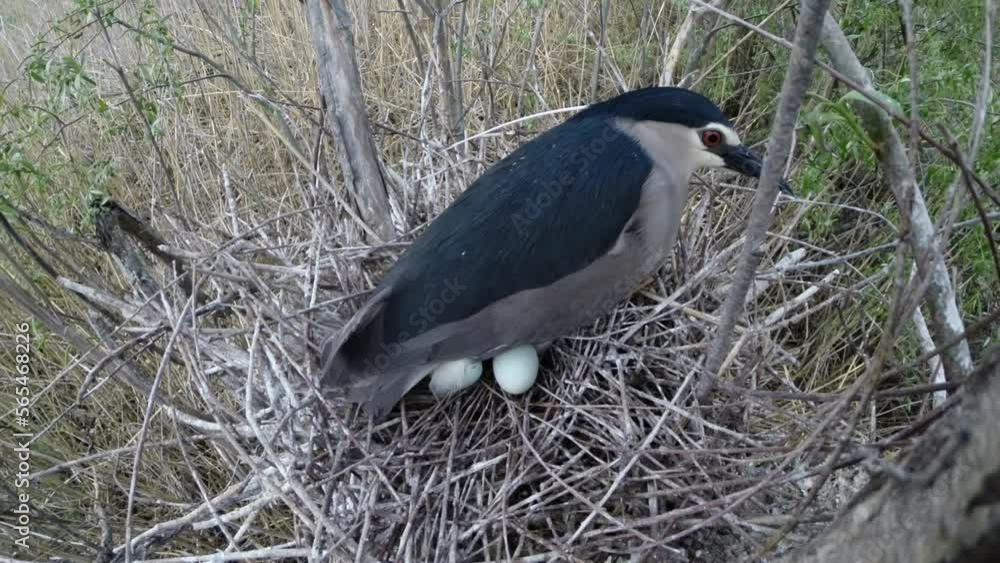 Common night heron (Nycticorax nycticorax) in nest with eggs .This bird ...