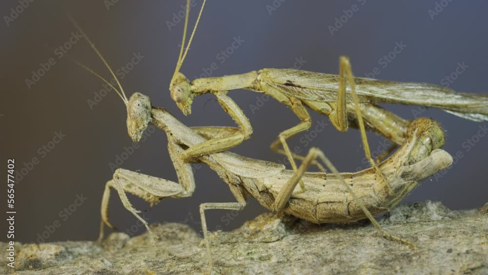 Close-up of couple of praying mantis mating on tree branch. The mating ...