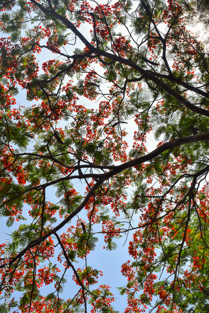 Red phoenix flowers bloom in summer. Common name in English is ...
