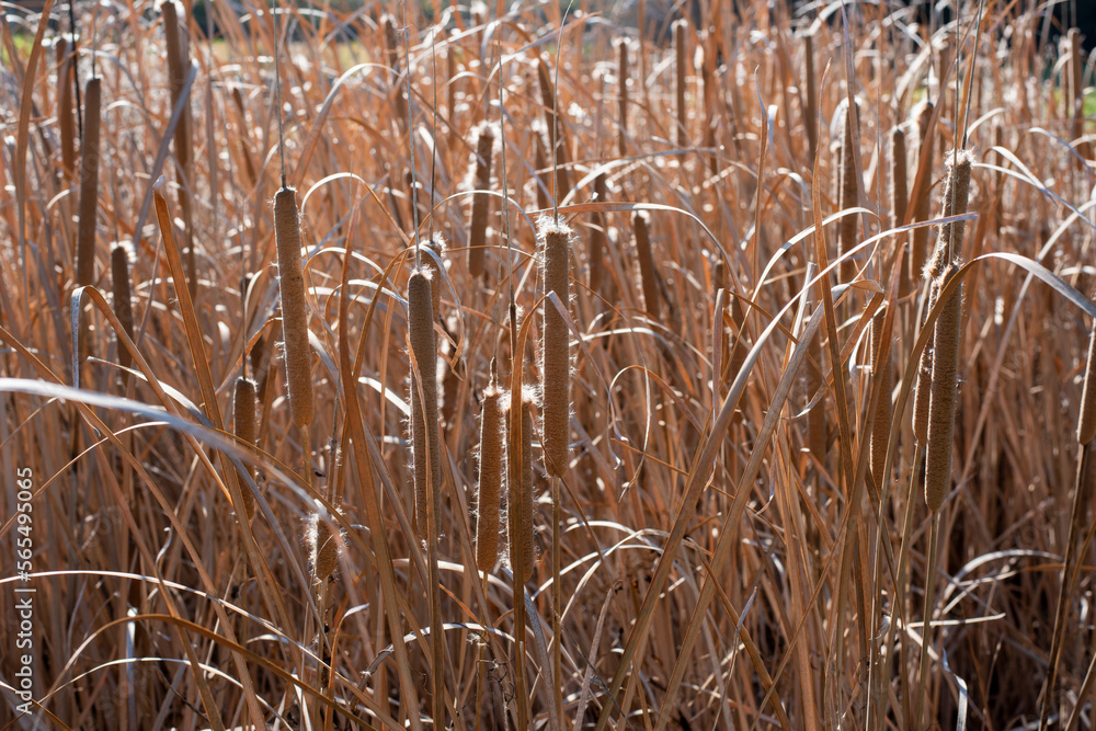 Plantas de Typha del Cattail, también llamada espadaño, gladio, anea ...
