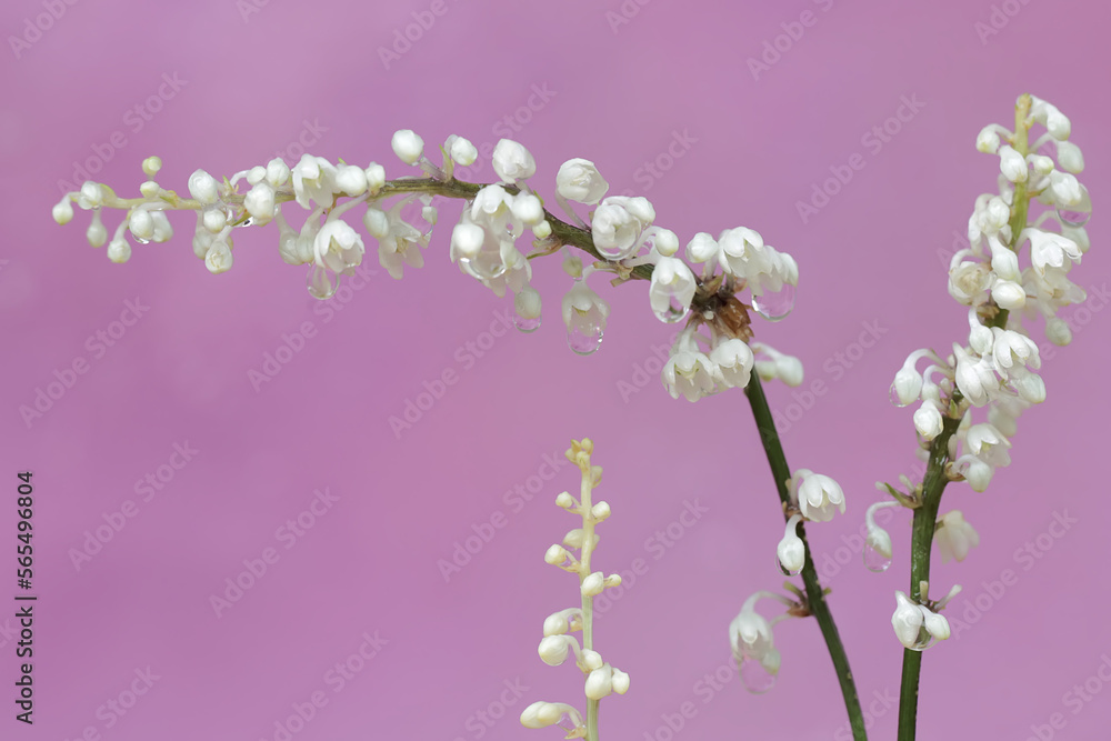 The beauty of white Tasmanian flax-lily flower arrangements covered ...