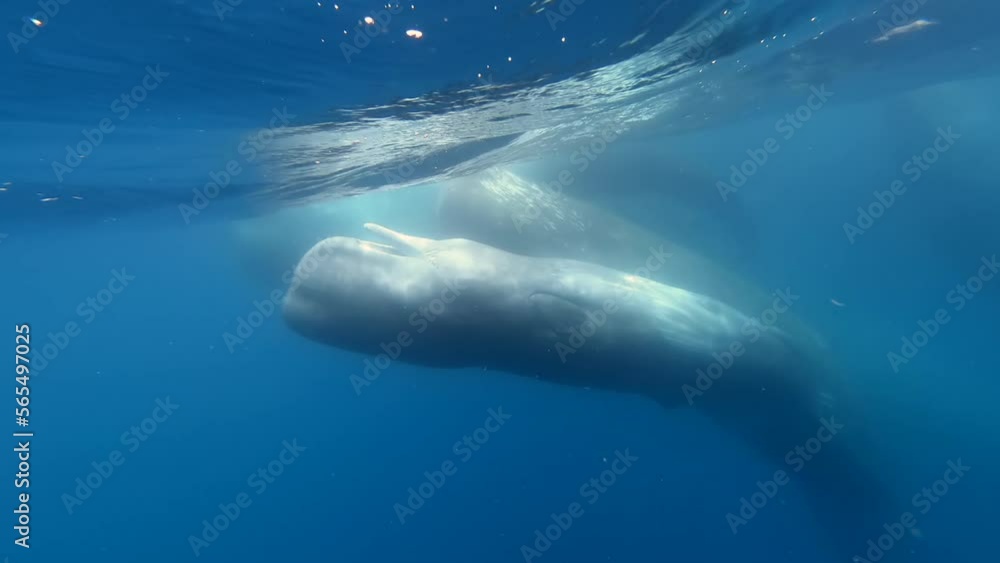 Sperm whale dad mum and their baby calf sperm whale underwater swim and ...