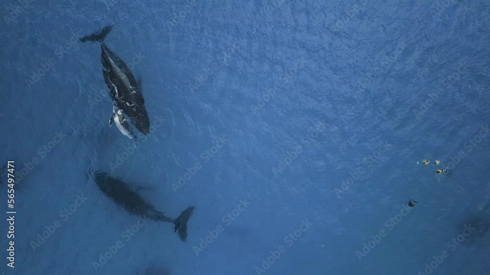 Family of whale (Eubalaena glacialis) with cub in Atlantic Ocean. Top ...