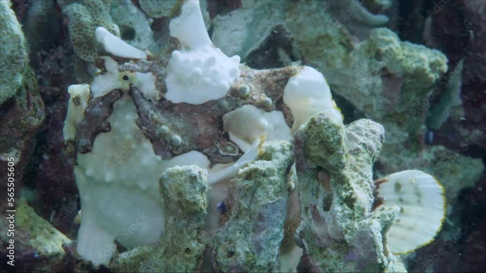 A red frogfish or anglerfish is floating underwater looking for food ...