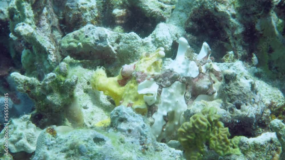 A yellow frog fish or angler fish is floating underwater looking for ...