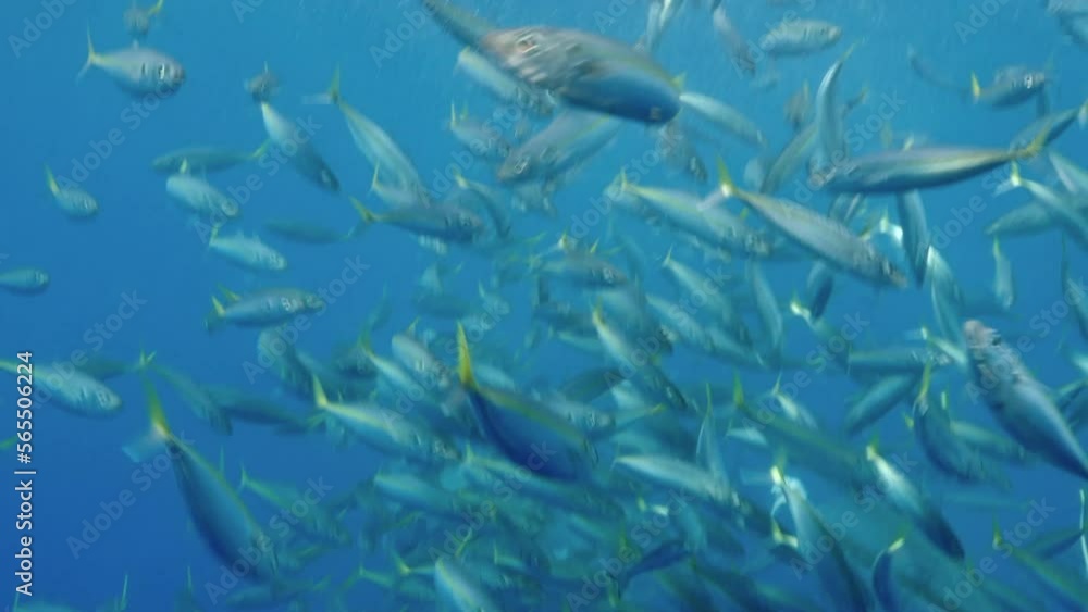 Great white shark swimming underwater in front of camera in a school of ...