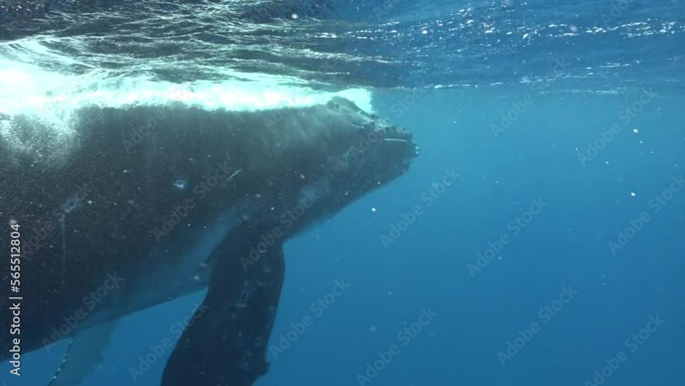 Close-up whale underwater with diver in Pacific Ocean. Humpback whale ...