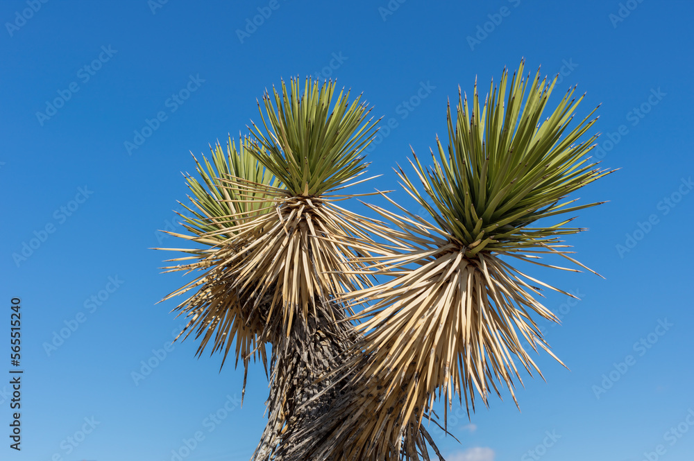 Joshua tree leaves shown in the Mojave Desert. Stock Photo | Adobe Stock