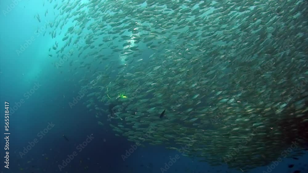 Wideo Stock: Schooling behavior of fish and underwater wildlife. Group ...