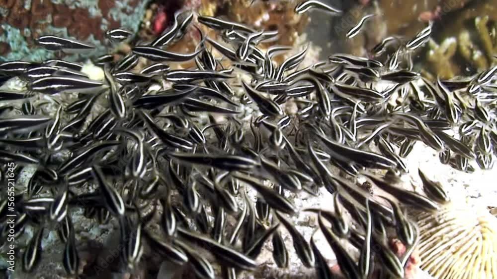 School of fish in underwater ocean of Philippine. Group fish of one ...