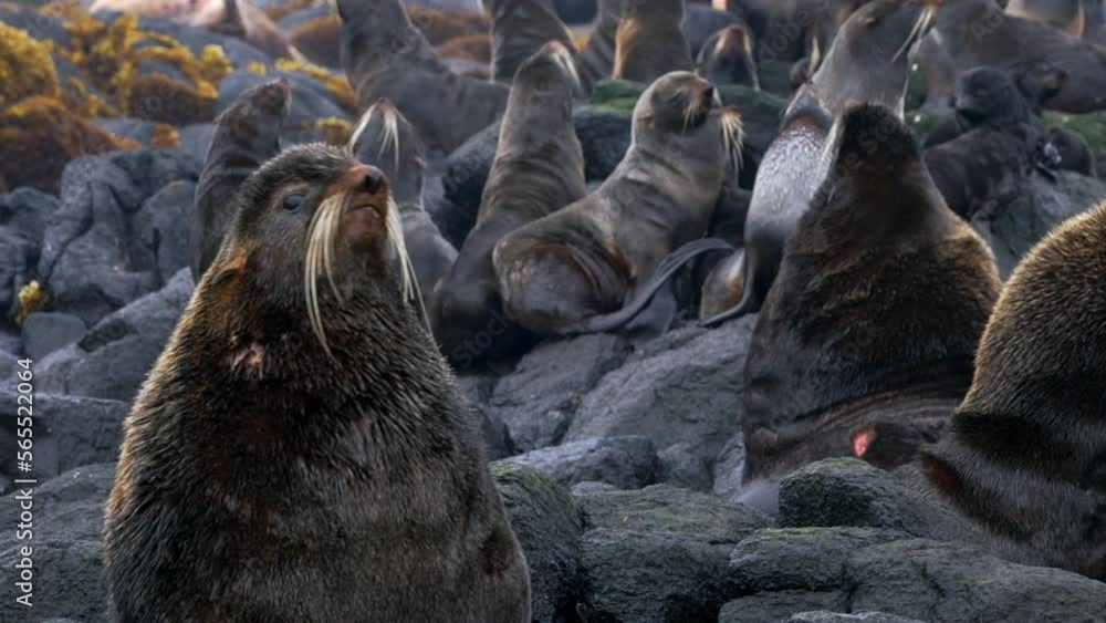 Family of northern fur seal Callorhinus ursinus eared Otariidae on ...