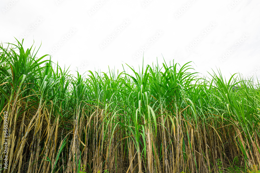 sugar cane farm on white background,sugar cane isolate on white ...