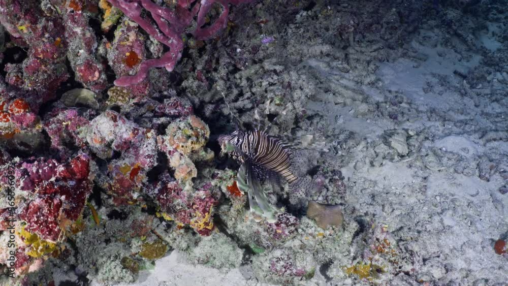 This lionfish has been filmed underwater in the North of the Maldivian ...
