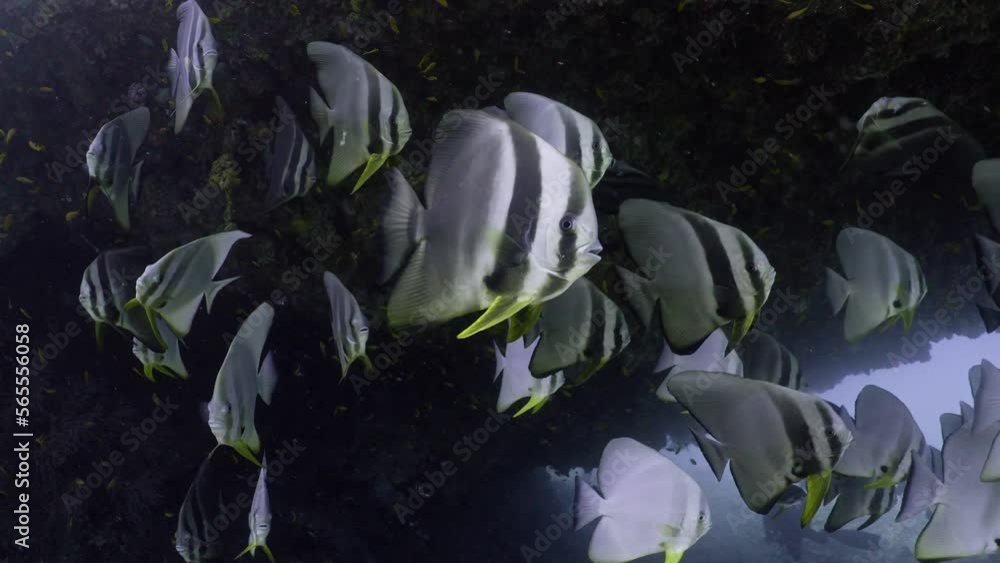This Shoal of Platax under a rock has been filmed underwater in the ...