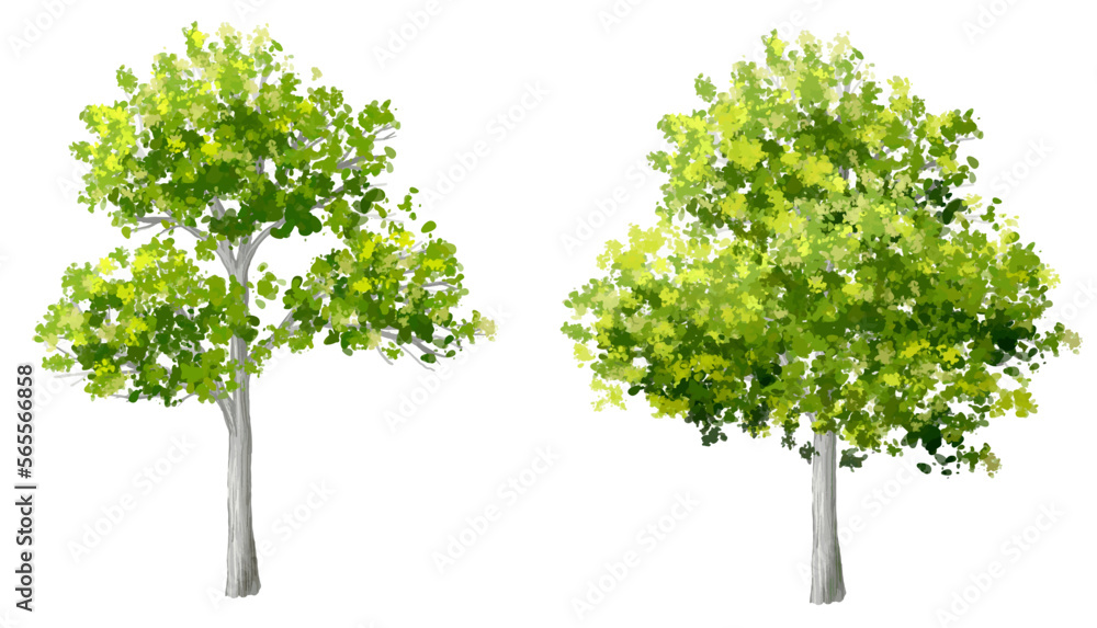 Vector watercolor of tree side view isolated on white background for ...
