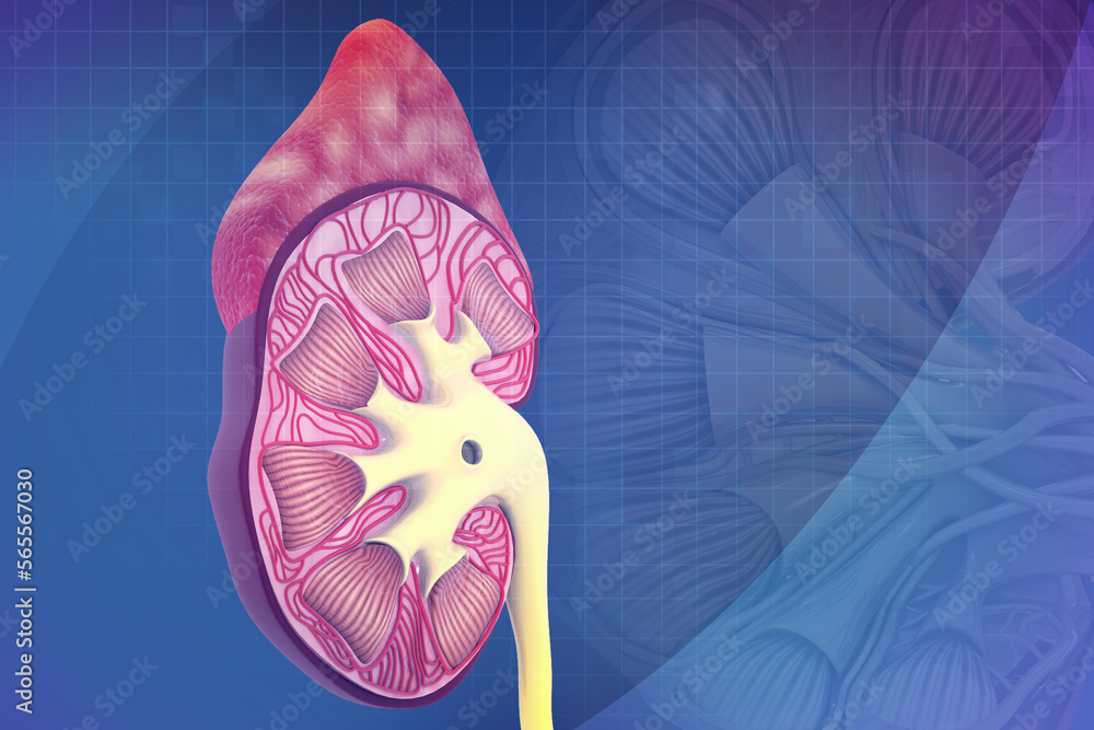 Human kidney medical diagram with a cross section, inner organ with ...