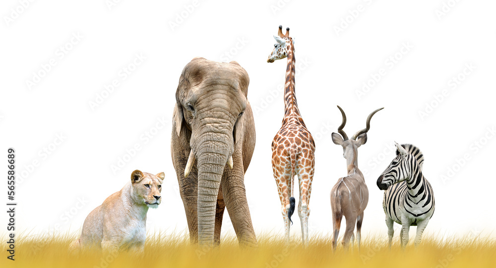 Lioness, giraffe, elephant, kudu and zebra on the savanna isolated on ...