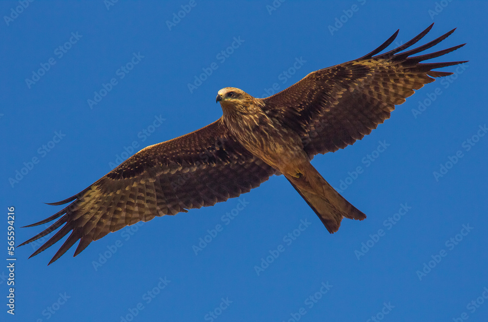 Red Kite (Milvus milvus) is a large predatory bird. Flies a lot faster ...
