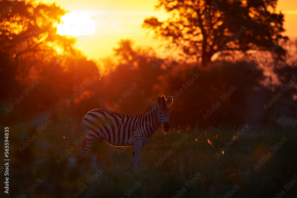 Foto de Sunset - Okavango delta. Zebra forest. Zebra yellow golden ... Foto de Sunset - Okavango delta. Zebra forest. Zebra yellow golden ...