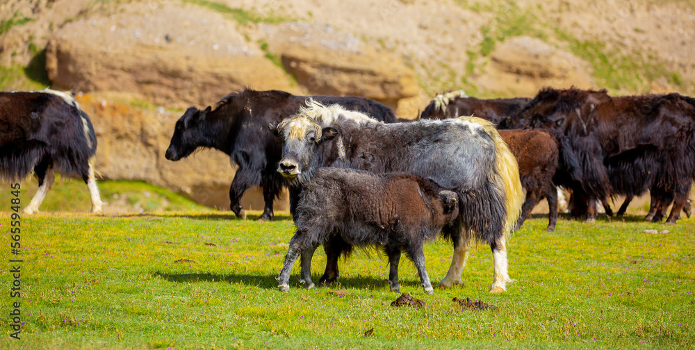 A herd of yaks graze in the mountains. Himalayan big yak in a beautiful ...