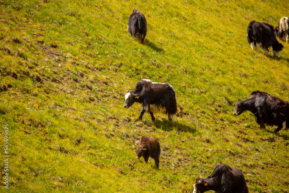 A herd of yaks graze in the mountains. Himalayan big yak in a beautiful ...