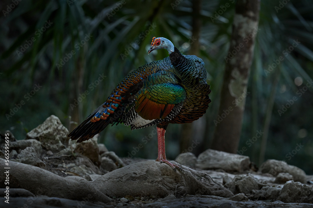 Mexico wildlife. Bird in Zona Arqueológica de Cobá, Yucatán in Mexico ...