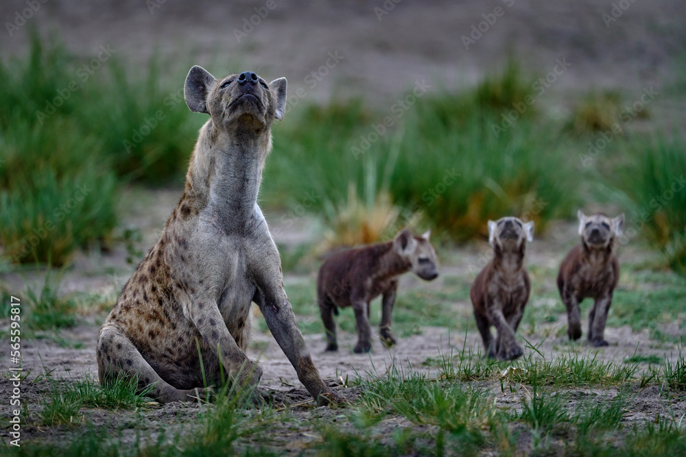 Animal babe nature, Okavango, Botswana. Young hyena pup, evening sunset ...