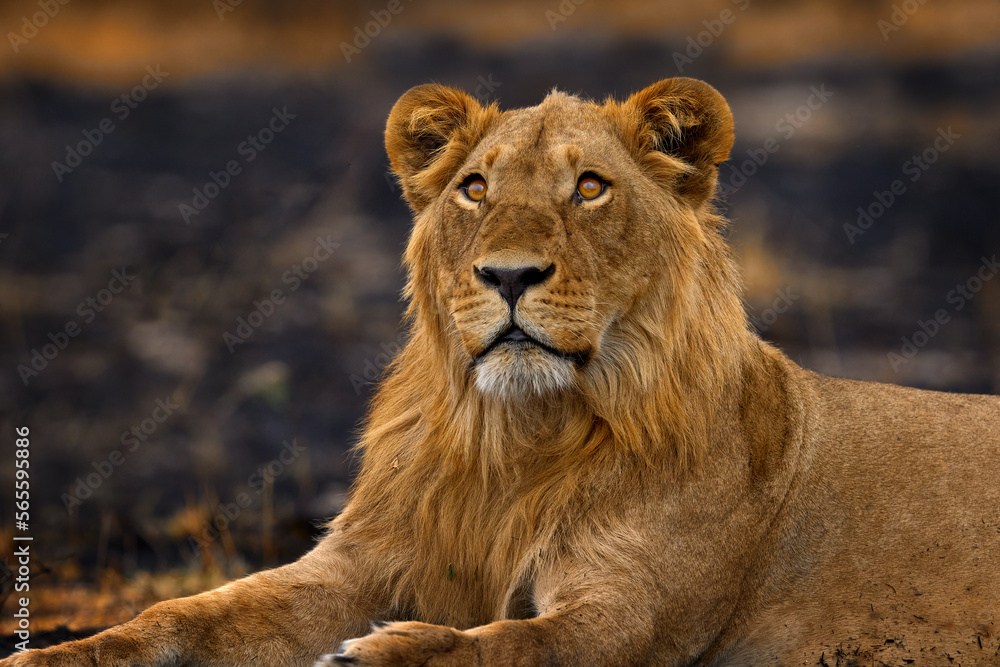 African lion, male. Botswana wildlife. Lion, fire burned destroyed ...