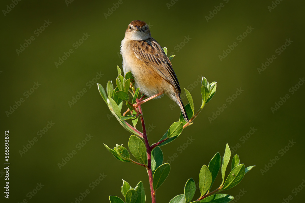 Zitting Cisticola, Cisticola juncidis, bird in the nature, Okavango ...