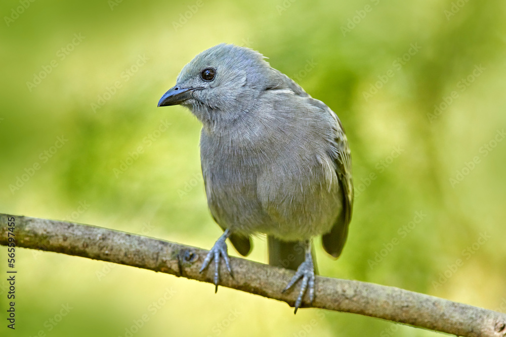 Wildlife Costa Rica. Palm Tanager, Thraupis palmarum, bird in the green ...