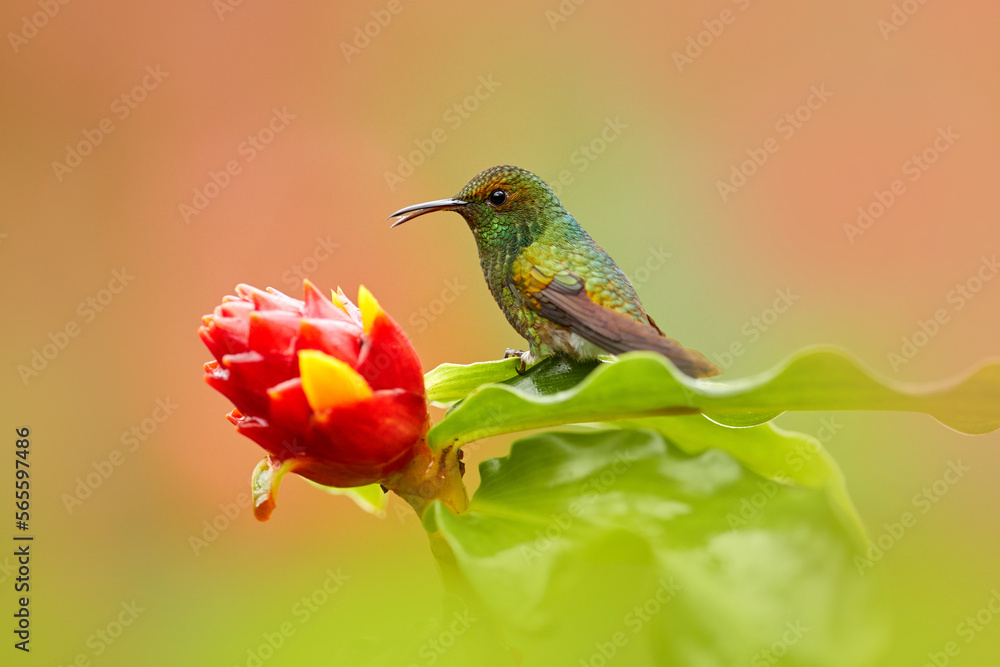 Costa Rica, Coppery-headed Emerald, Elvira cupreiceps, beautiful ...