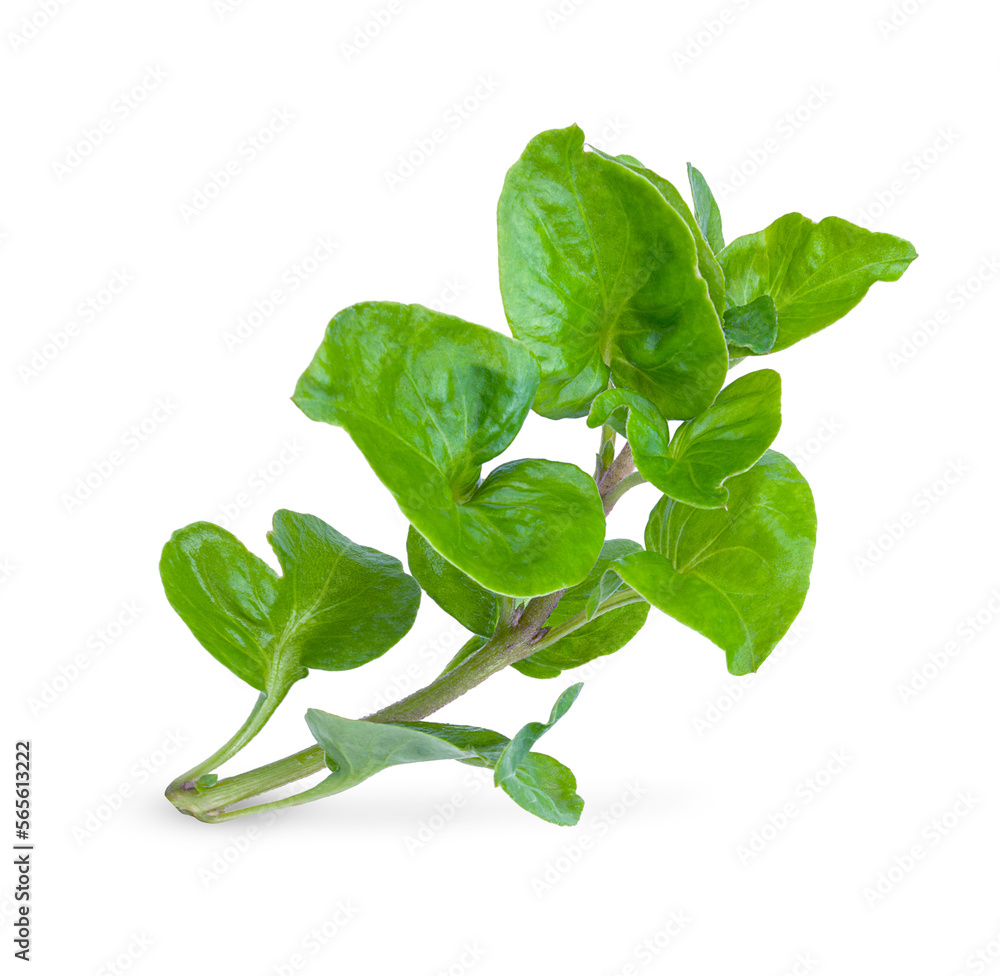 Fresh watercress isolated on transparent background (.PNG) Stock Photo ...