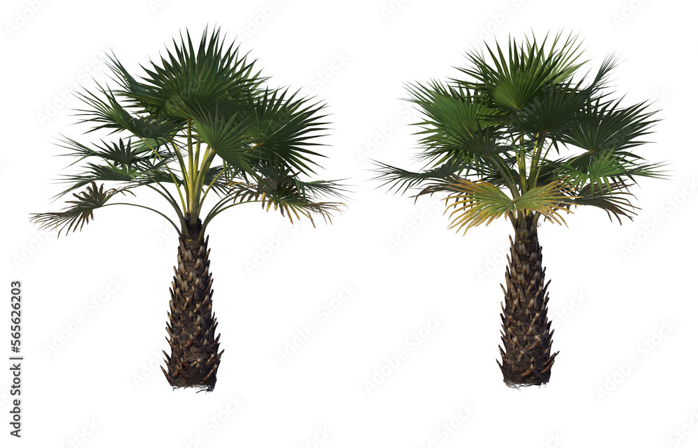 Palm and coconut trees of various sizes and shapes. Stock Illustration ...