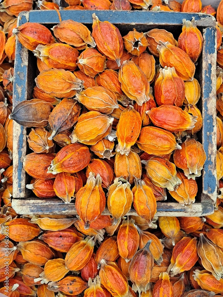 Dried Gardenia fruit in the traditional wooden measuring bowl at Korean ...