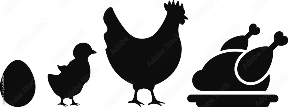 Chicken evolution from egg to grill, vector funny illustration Stock ...