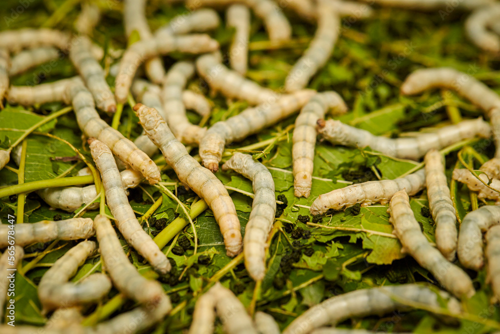 Silk Production Process, Silkworm with mulberry green leaf Stock Photo ...