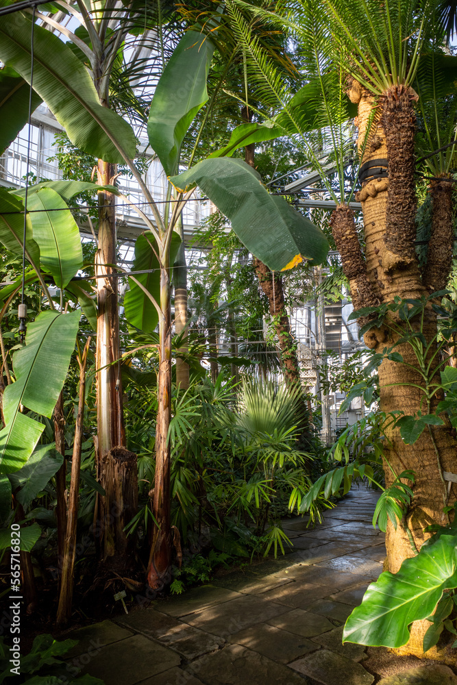 Copenhagen, Denmark Large palm trees in the Palm House greenhouse in ...