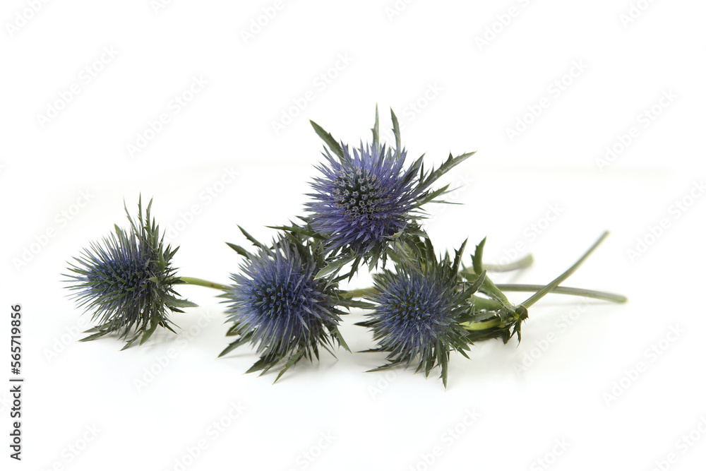 Flowers Mediterranean sea holly isolated on white background. Blue sea ...